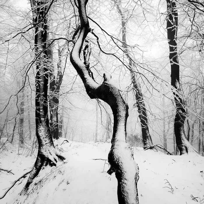 Crooked by Martin Rak, Photography, Digital | Art Limited