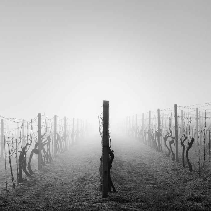 Vineyard by Martin Rak, Photography, Digital | Art Limited