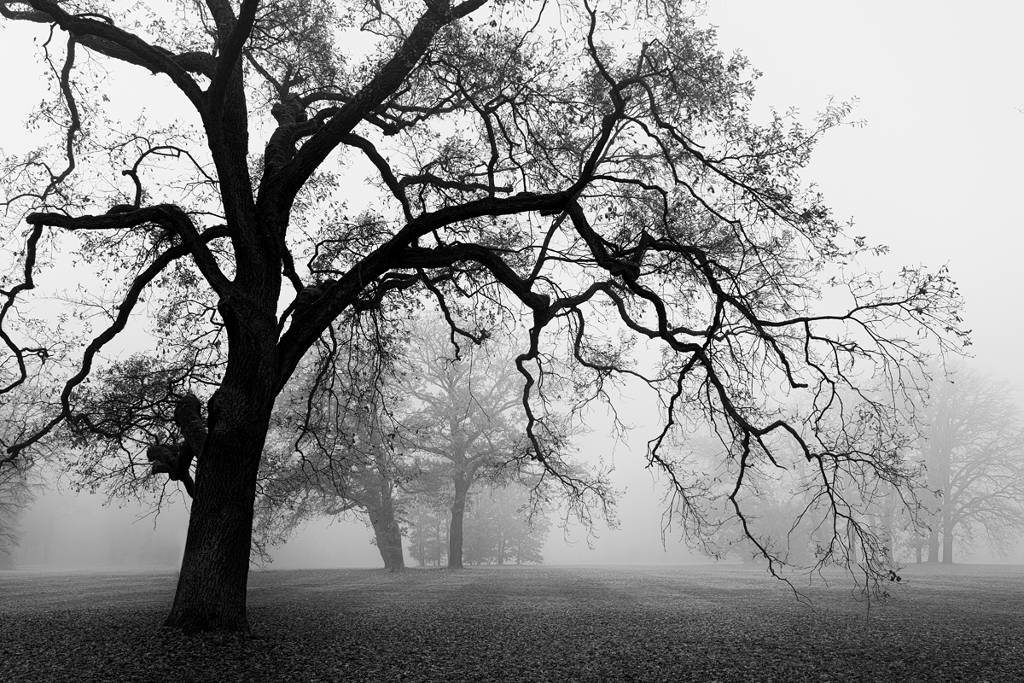The Old Oak by Gundula Walz, Photography, Digital | Art Limited