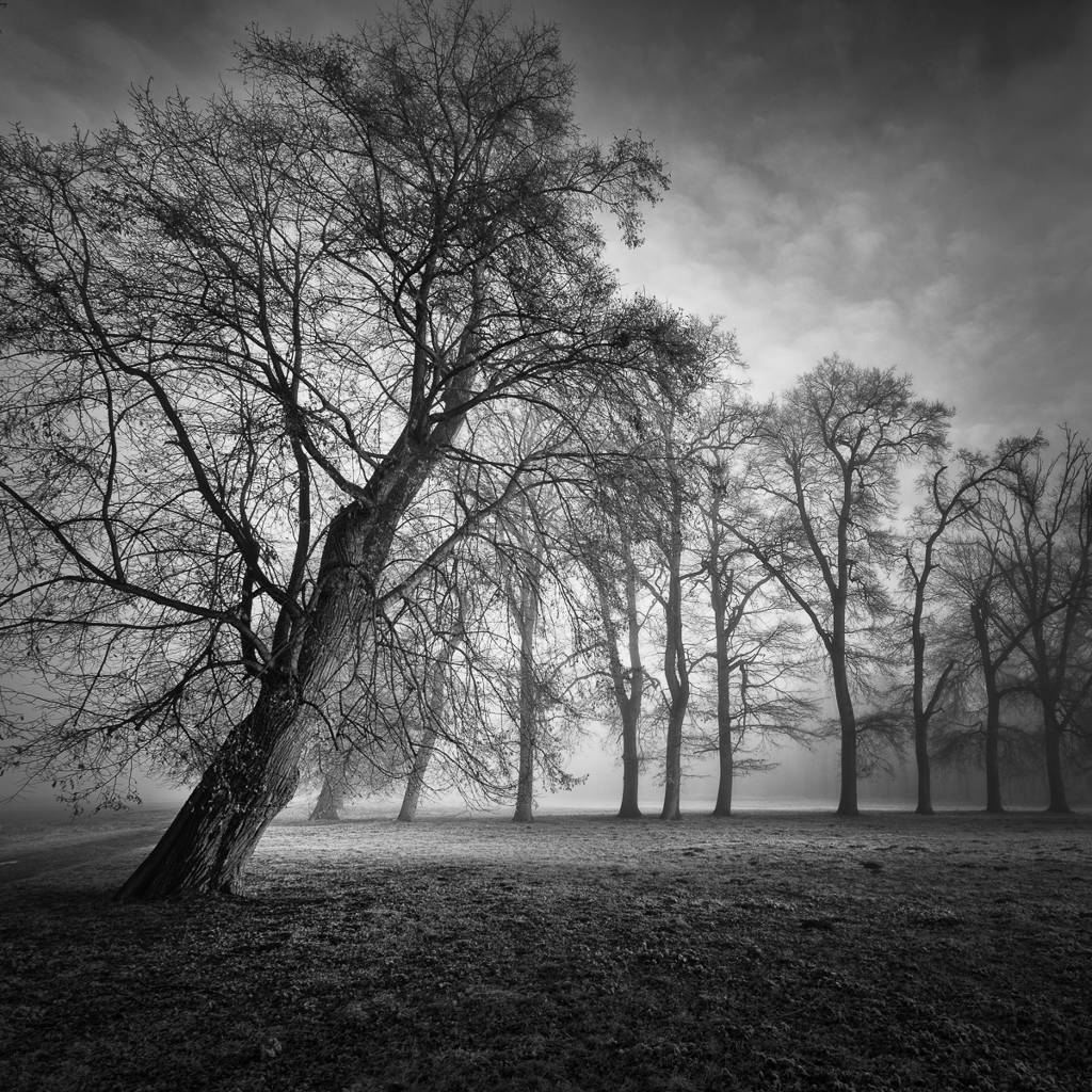 Park Study, No.079 by Vladimir Zachoval, Photography, Digital | Art Limited