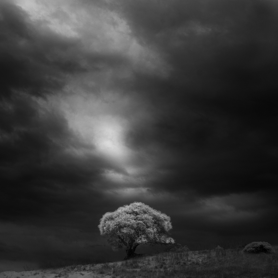 White Tree I I by Nathan Wirth, Photography, Digital | Art Limited
