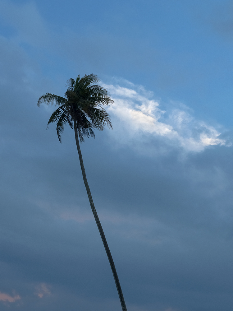 Palm tree by Jacek Falmur, Photography