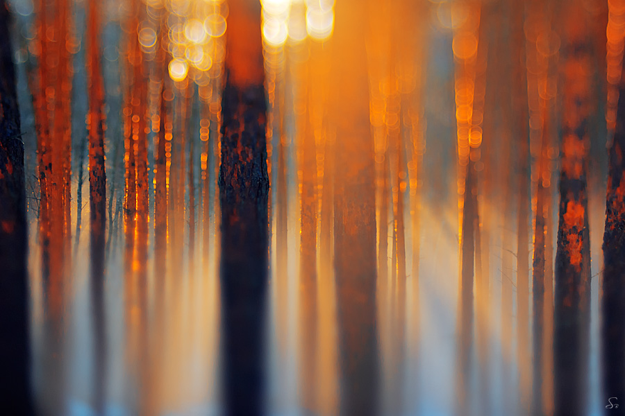 Ray Of Light I by Sandra Bartocha, Photography, Digital | Art Limited