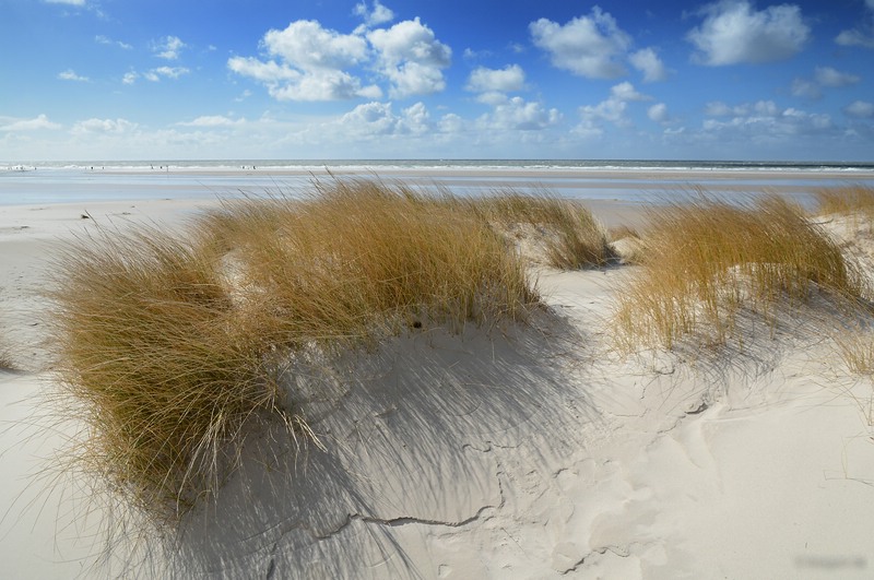 Beach Grass by Egon Kronschnabel, Photography, Digital | Art Limited