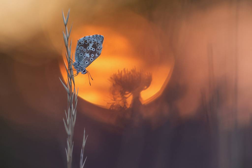 Rising Sun by Henrik Spranz, Photography, Digital | Art Limited