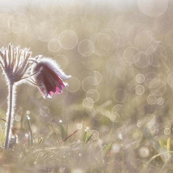 Rising Sun by Henrik Spranz, Photography, Digital | Art Limited