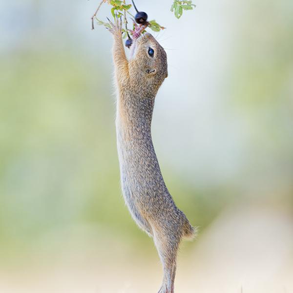 Rising Sun by Henrik Spranz, Photography, Digital | Art Limited