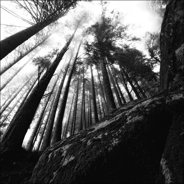 To the East. by Rui Luz, art work | Art Limited