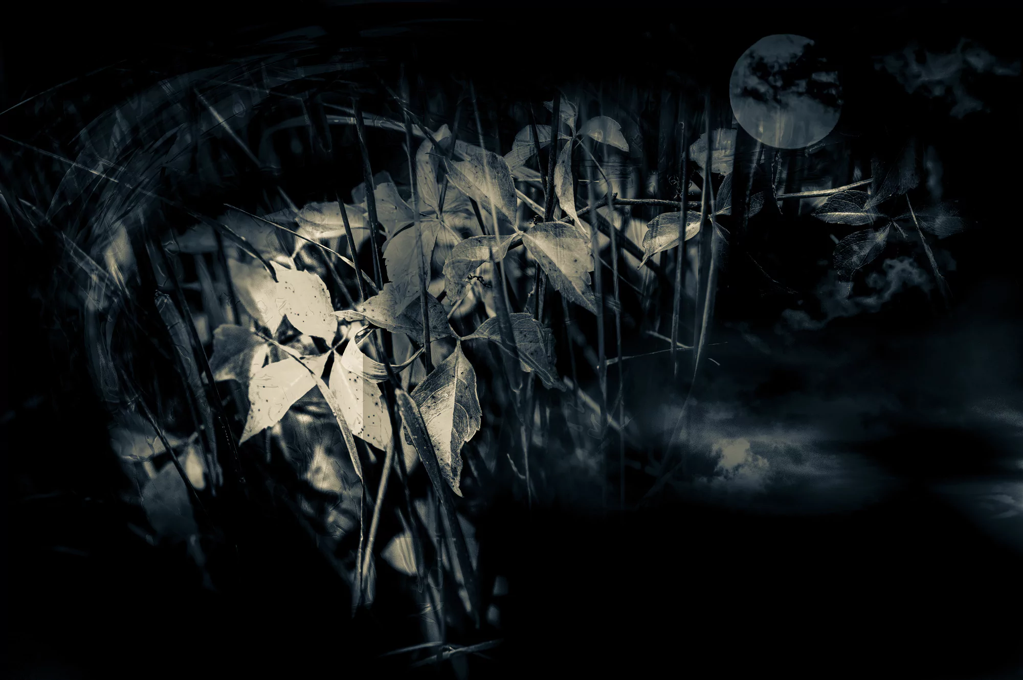 Haïku (Dream of a summer night) by Paul Surdulescu, Digital art ...