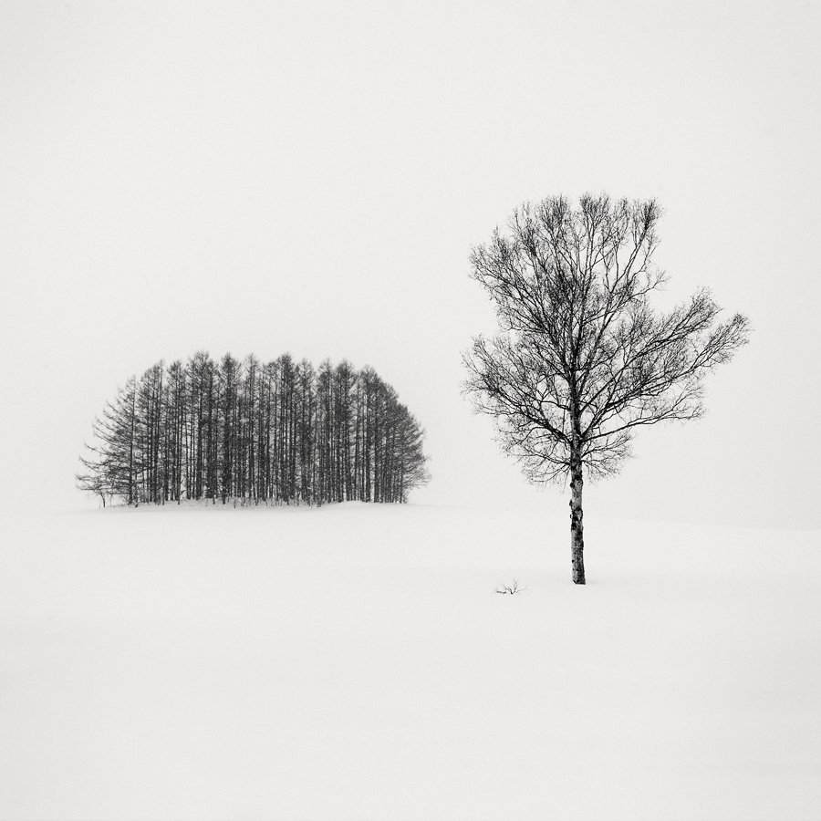 Calligraphy Trees #17, Japan by Olivier Robert, art work | Art Limited