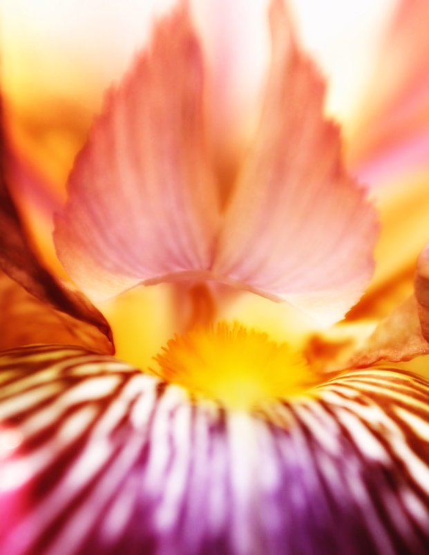 Angel Of Iris 2 by Chester B Simpson, Photography, Digital | Art Limited