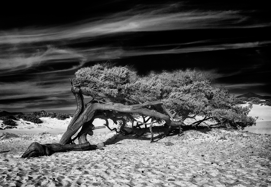 Wind Swept by Alessandra Riva (brivage), Photography, Digital | Art Limited