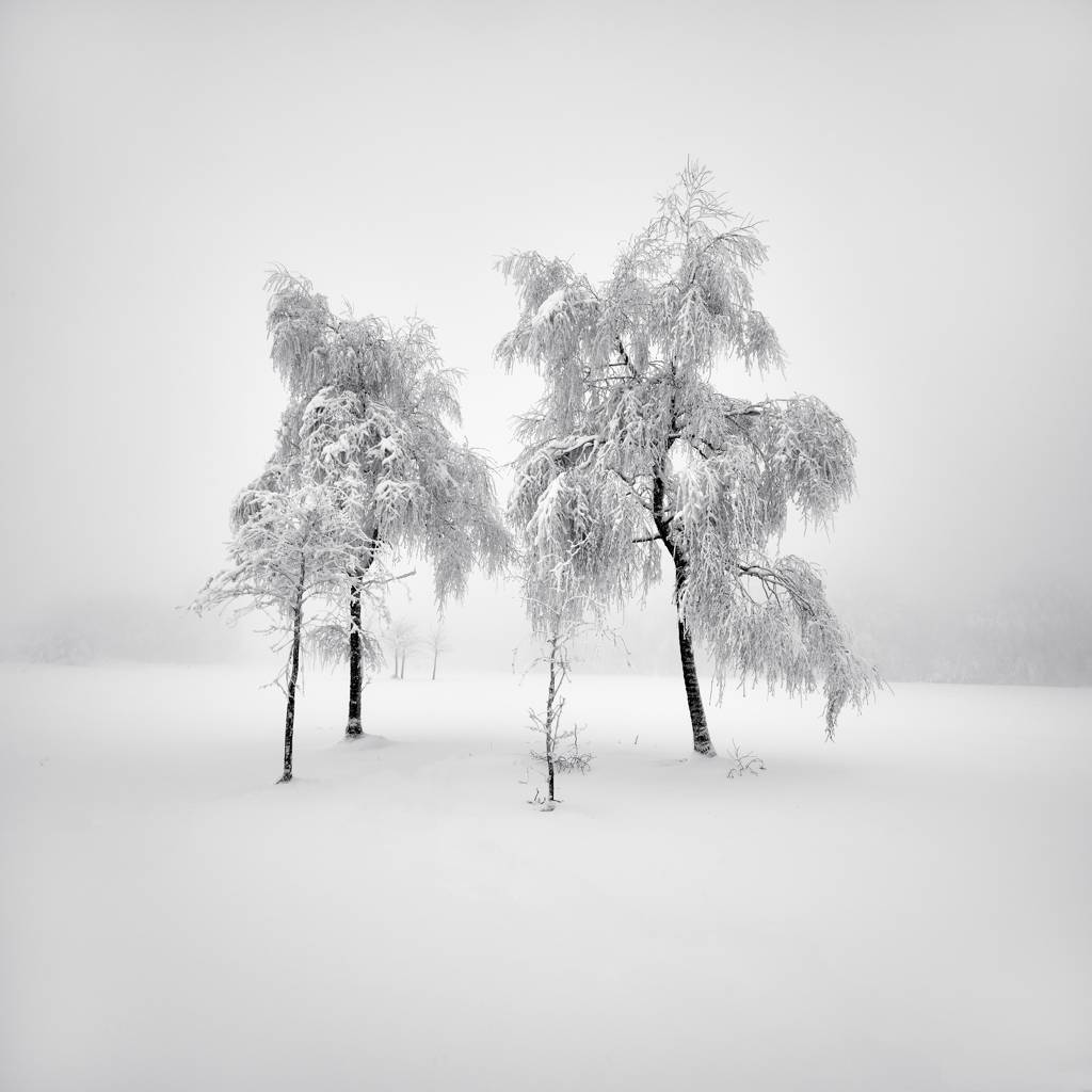 Snow feathers by Gérard Verbecelte, Photography, Digital | Art Limited