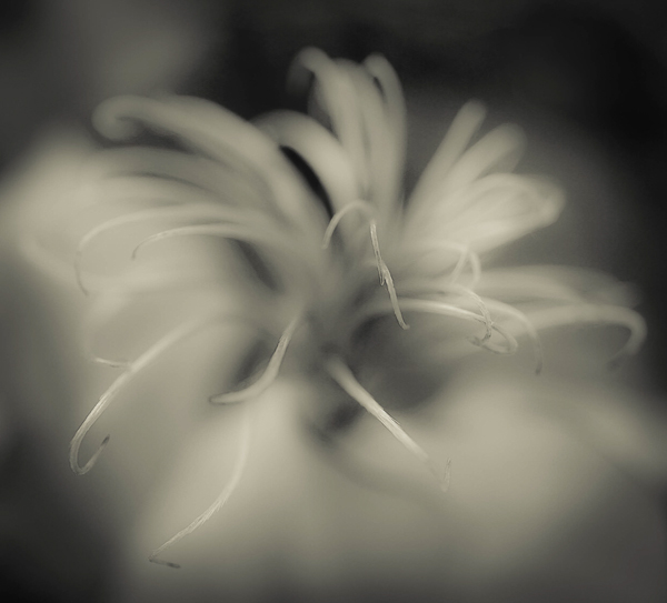 Unbearable Softness by Agata D Prawdzik, art work | Art Limited