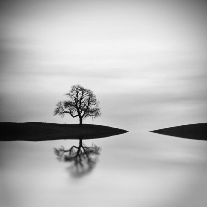 Bare Tree by Stephen Mcnally, Photography, Medium-format film | Art Limited