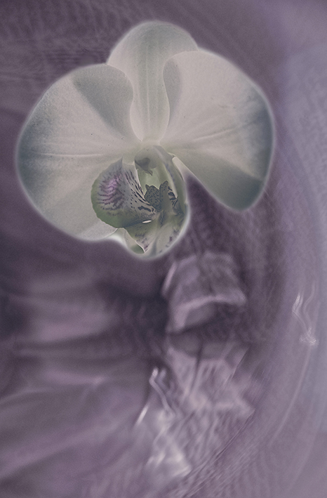 Skeleton Of An Orchid by Michaela Sibi, Digital art | Art Limited