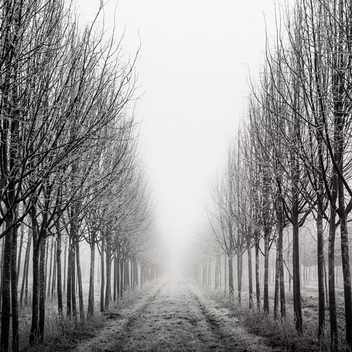 Multiplicity by Michael Salmela, Photography, Digital | Art Limited