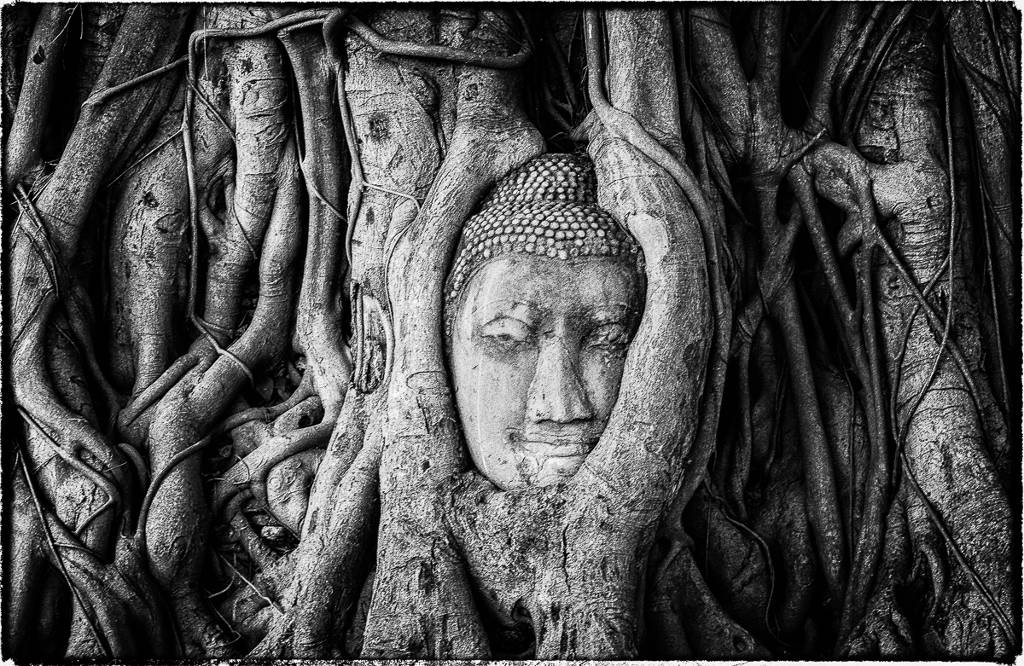 Sacred roots by Joseph Aieta, Photography | Art Limited