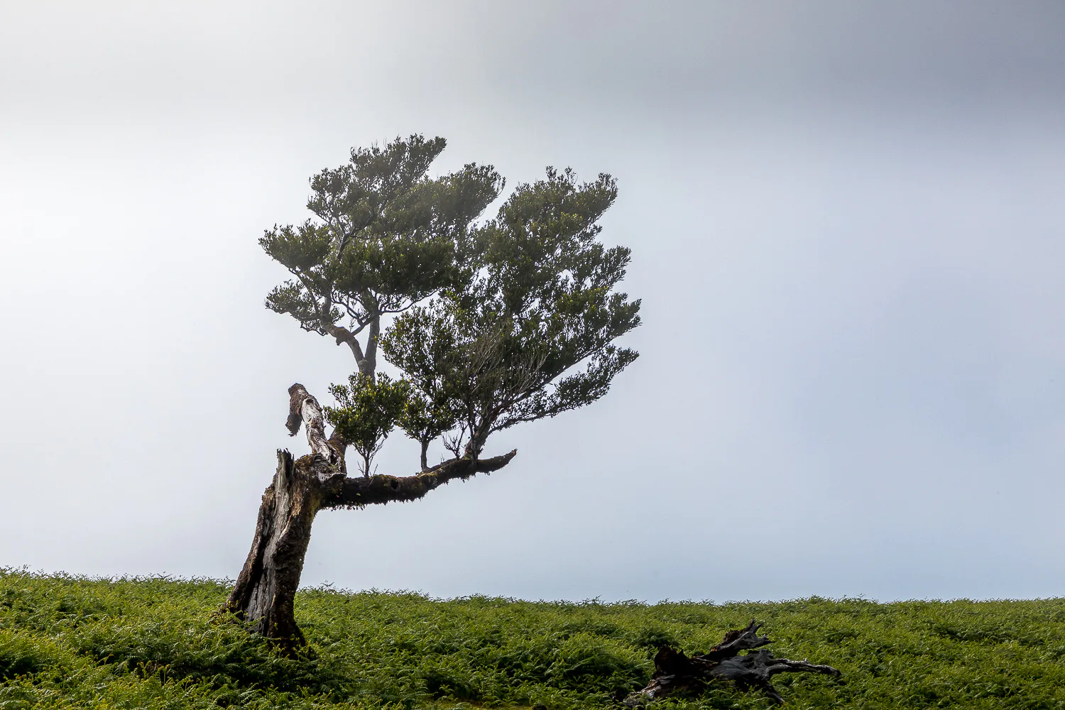 Solitaire by Joseph Aieta, Photography | Art Limited