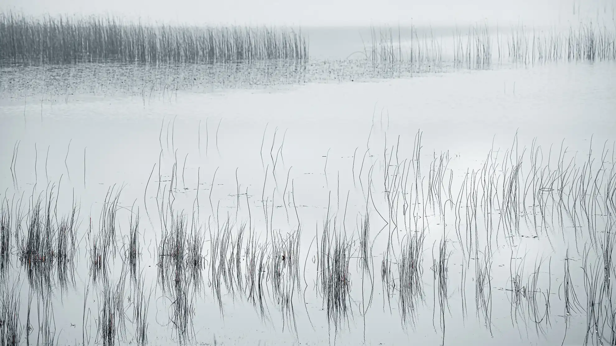 Calligraphie végétale by Joseph Aieta, Photography | Art Limited