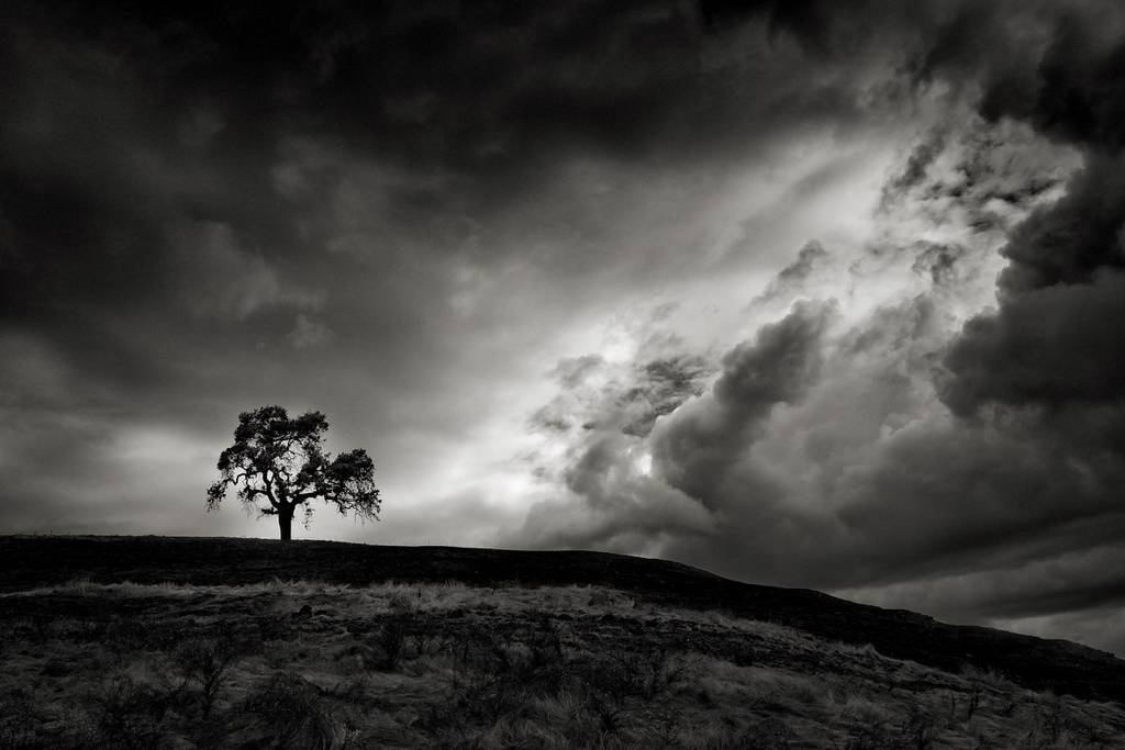 Tree In Storm
