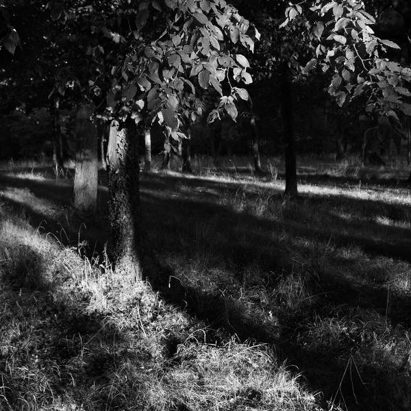 Clair obscur de juin by A Lenglet, art work | Art Limited