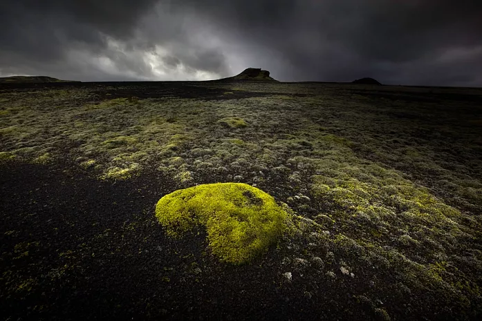 Garden Of Moss (1) by Samuel Feron, art work | Art Limited