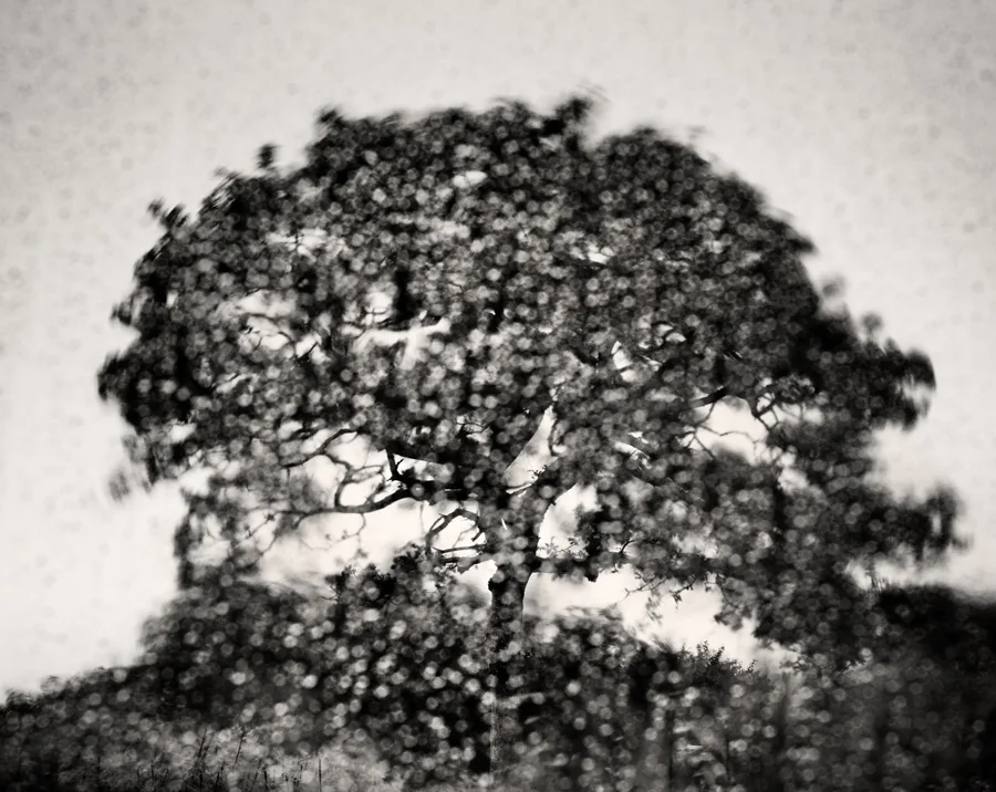 Rain flowers by Hervé Vallée, Photography, Digital | Art Limited