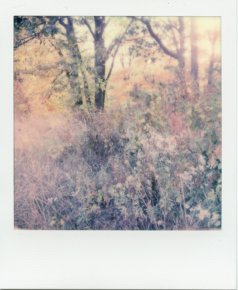 Fall (Hidden Layers of Nature) by Nadezhda Romanova, Photography ...