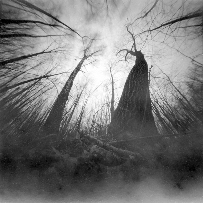 Scary Forest by Leszek Wyrzykowski, Photography, Pinhole | Art Limited