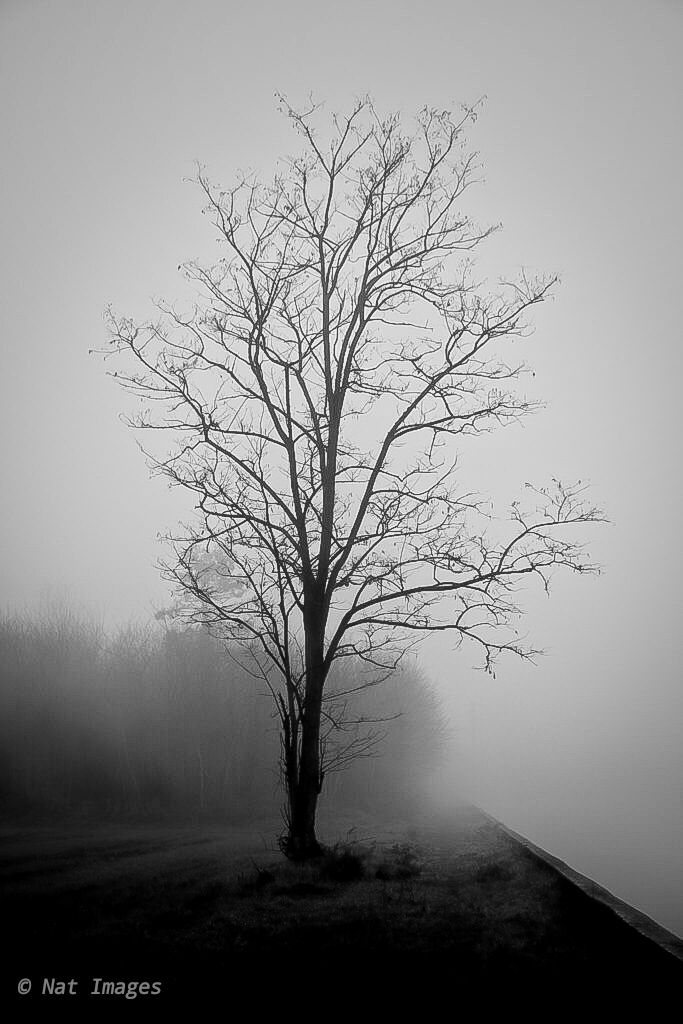 Tree study par Nat Images, Art numérique | Art Limited