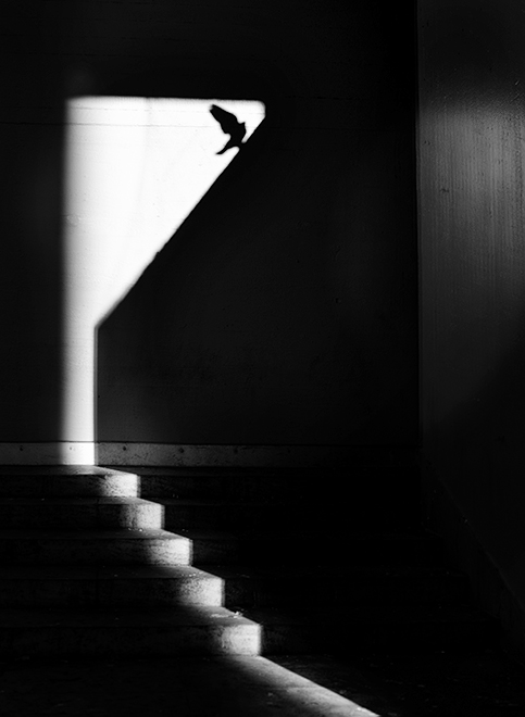 Fleeting Moment by Simone Sander, Photography | Art Limited