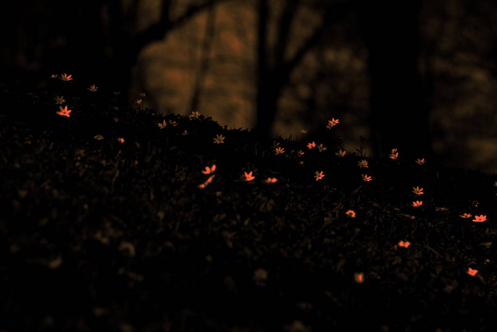 Fireflies Of Hope In The Dark by Ivana Dostal, Photography, Digital ...