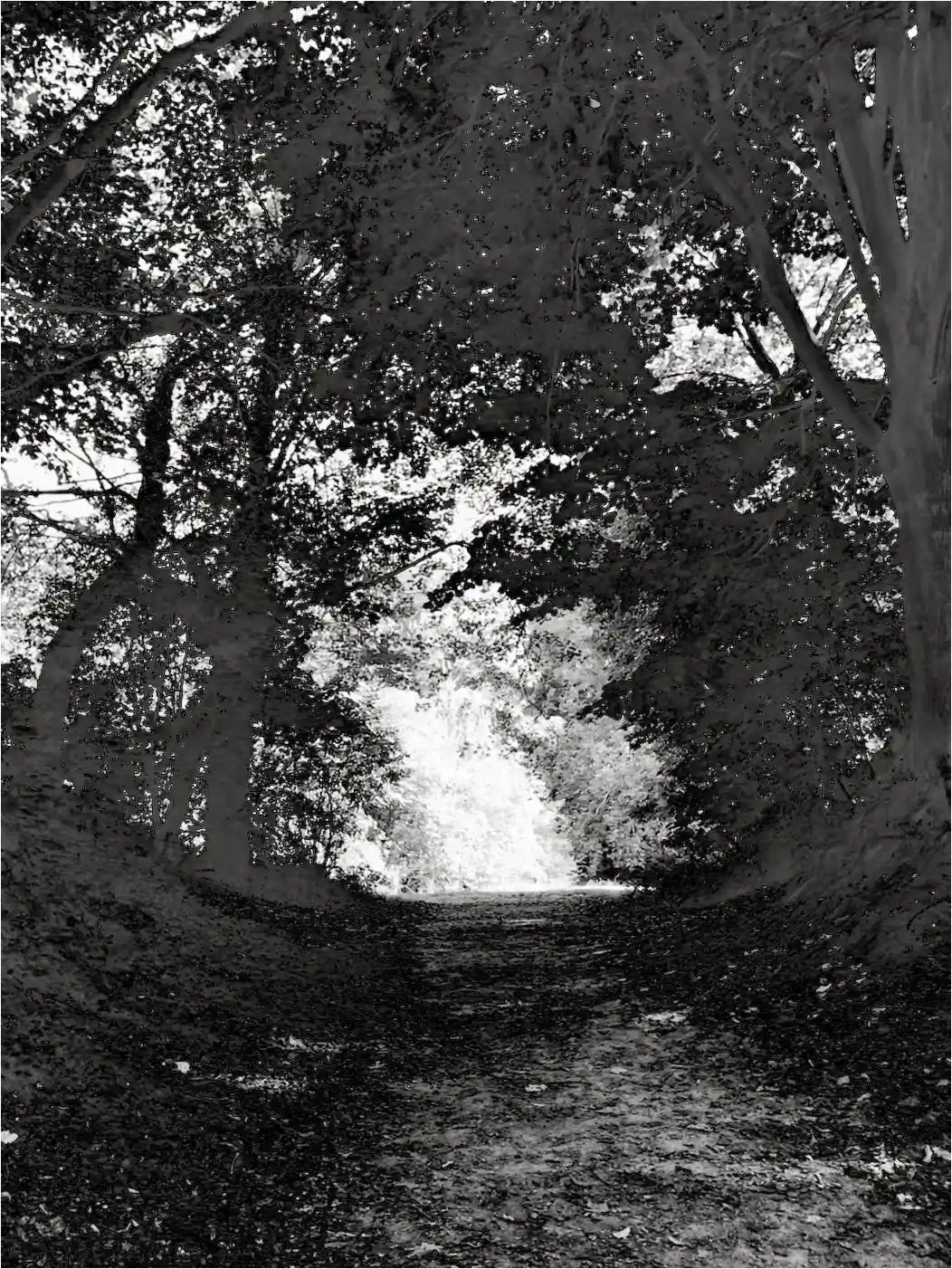 Solarisation caniculaire by Jacques Tavernier, Photography, Digital ...