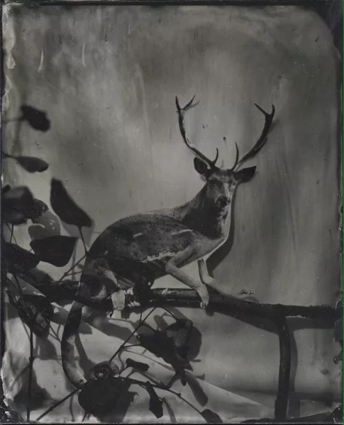 Evolutio Mixta Vulgaris / 2 by Karmela Kopcic, art work | Art Limited
