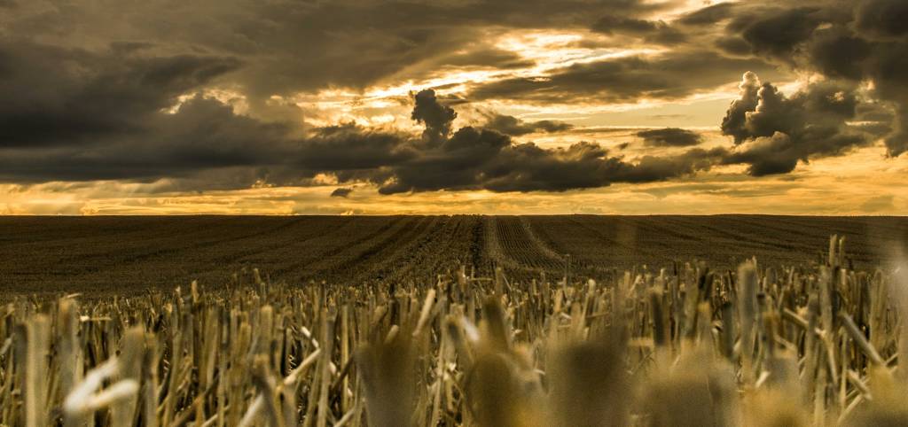 Sweet Wheat by Emile-hadrien Filippi, Photography, Digital | Art Limited