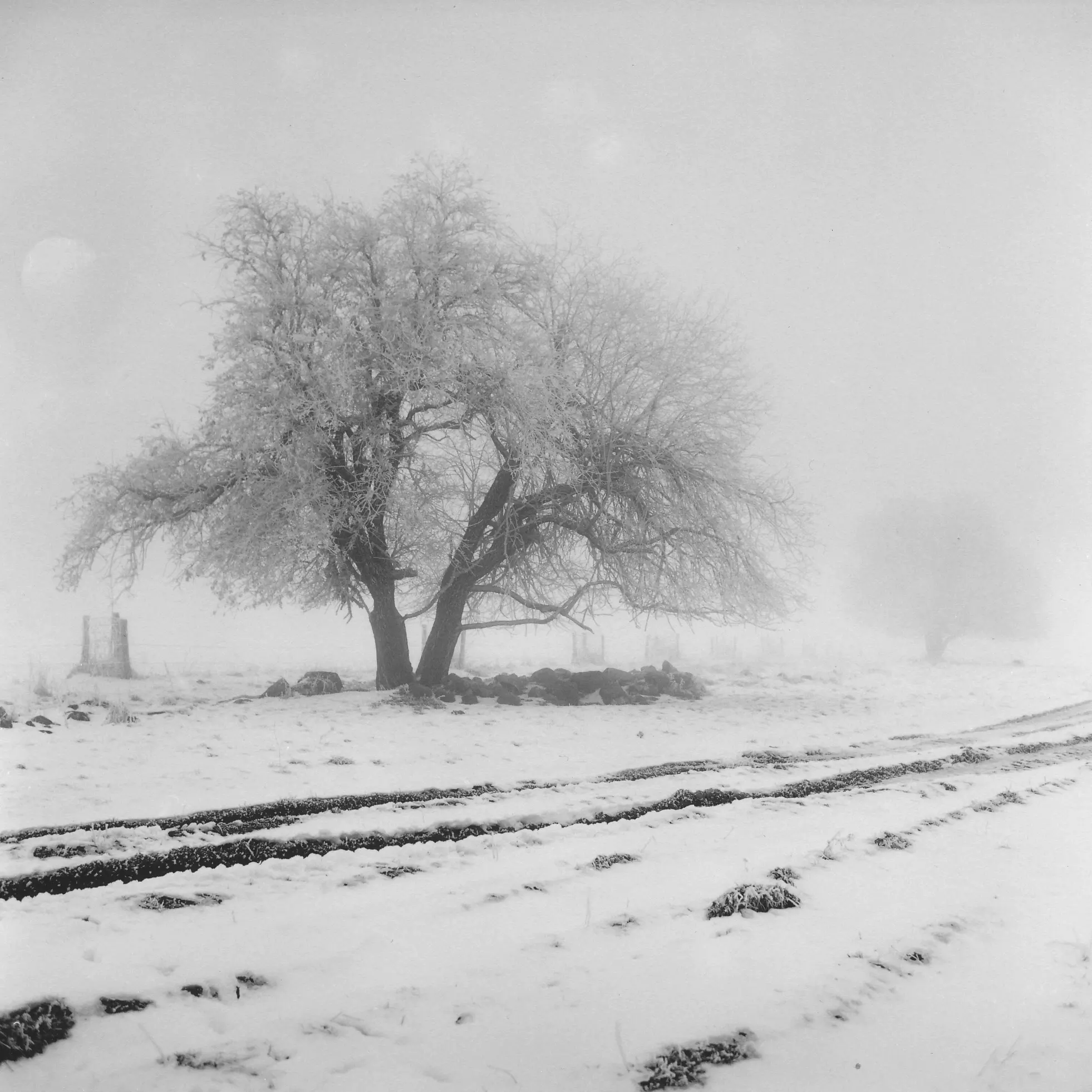 Ovesné Kladruby - Vysočany - 2022 by Pavel Úšovický, Photography ...