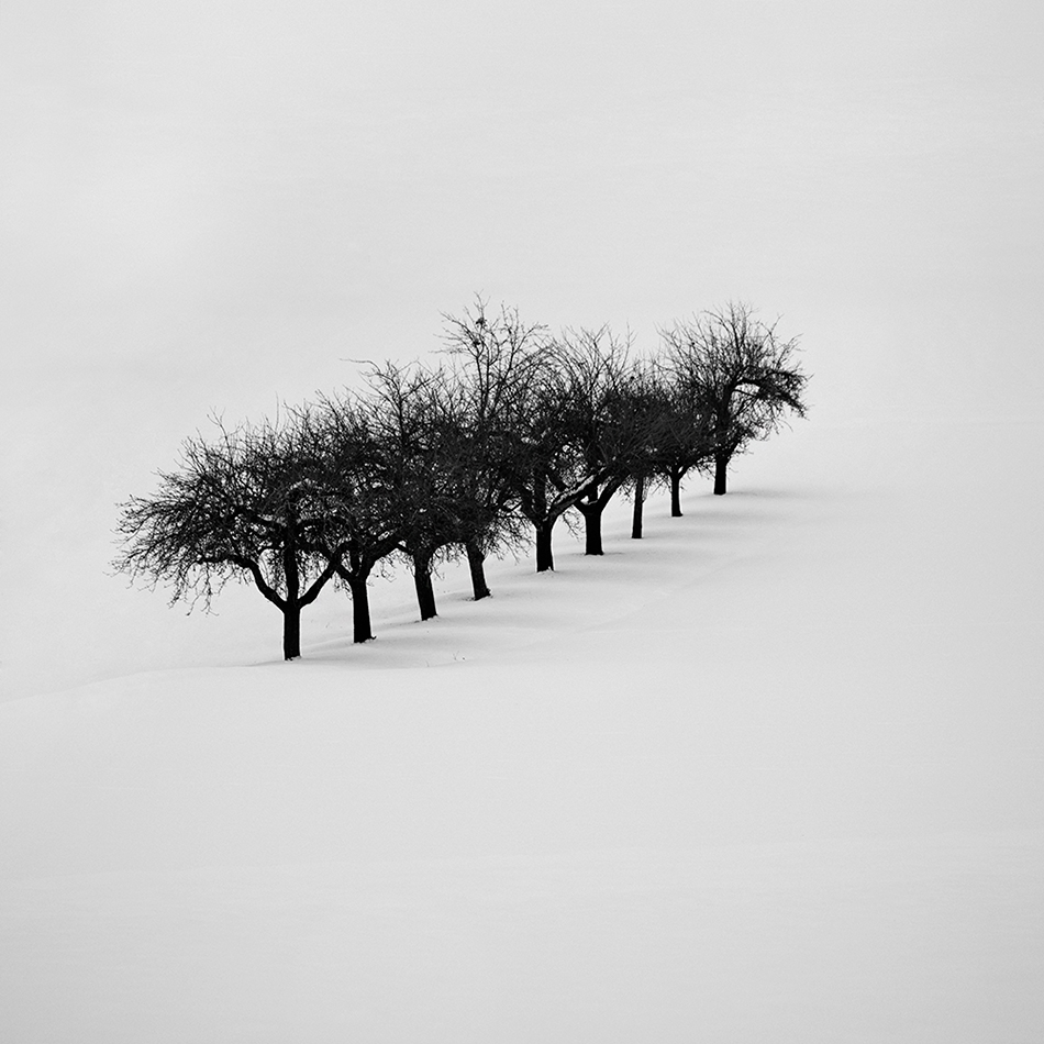 Apple trees in a row by Thomas Bichler, Photography, Digital | Art Limited