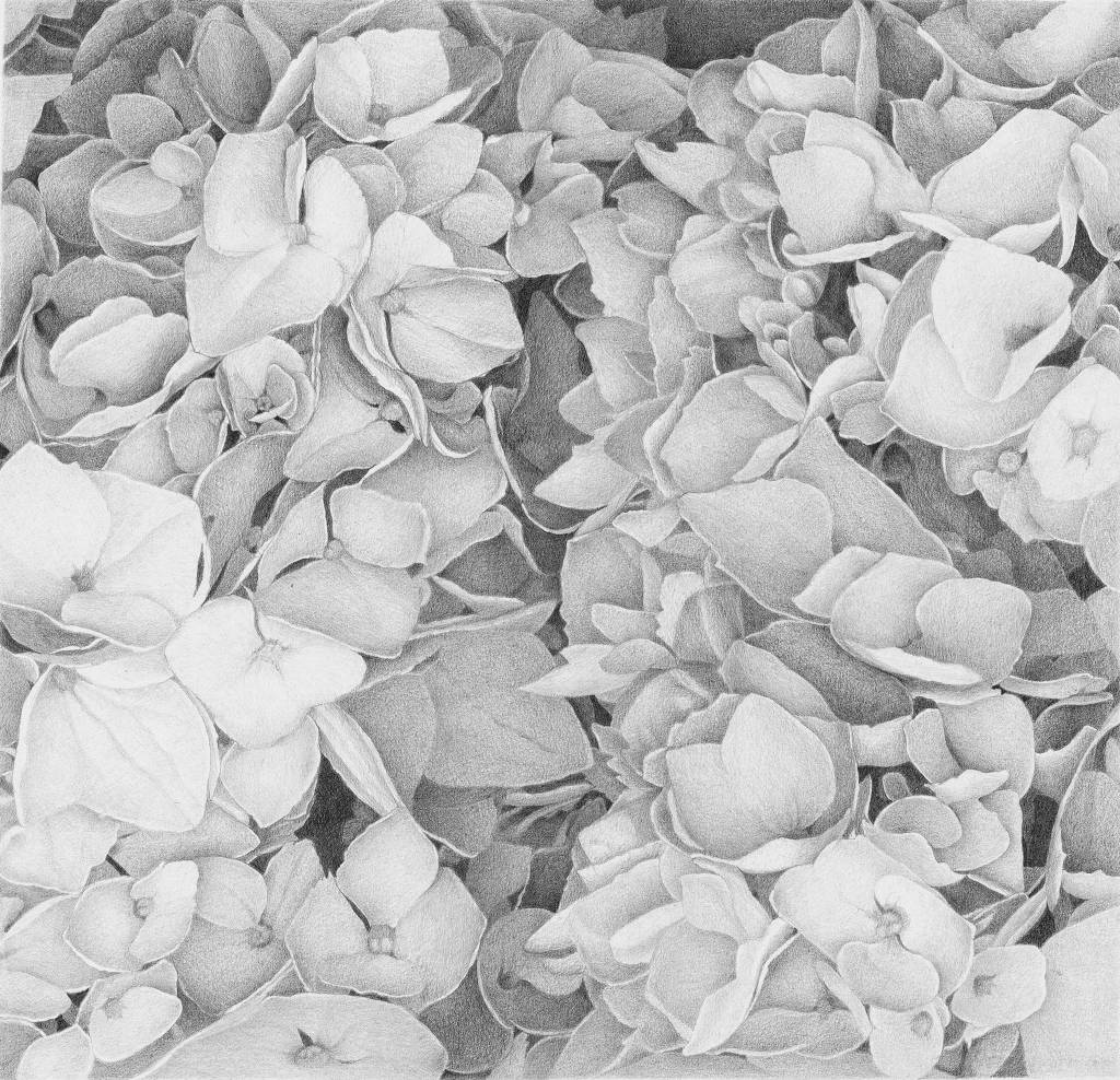 OVERFLOW ( Hydrangea) by Nives Palmić, Drawing, Pencil | Art Limited