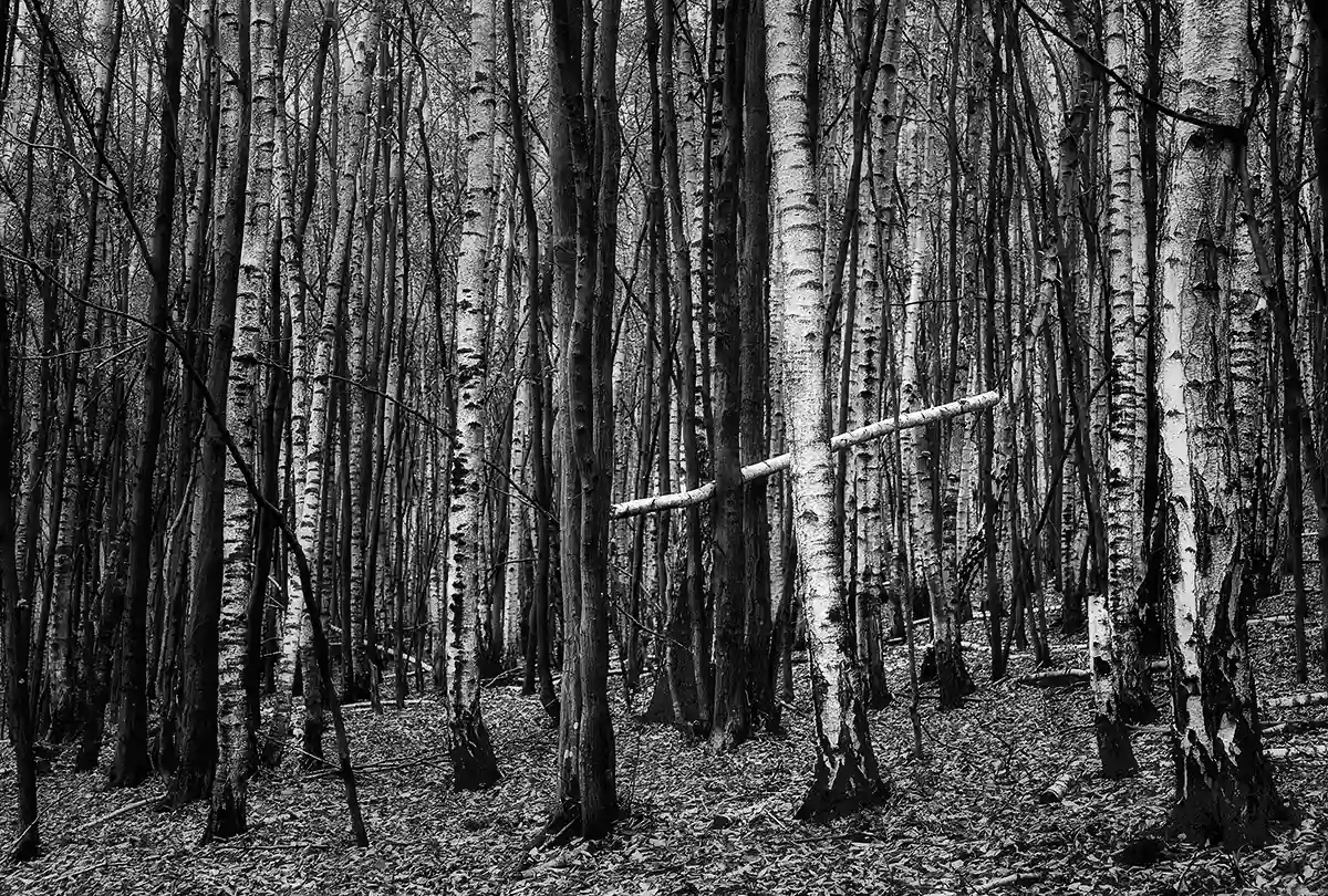 Natural cross by Rudolf B Pekar, art work | Art Limited