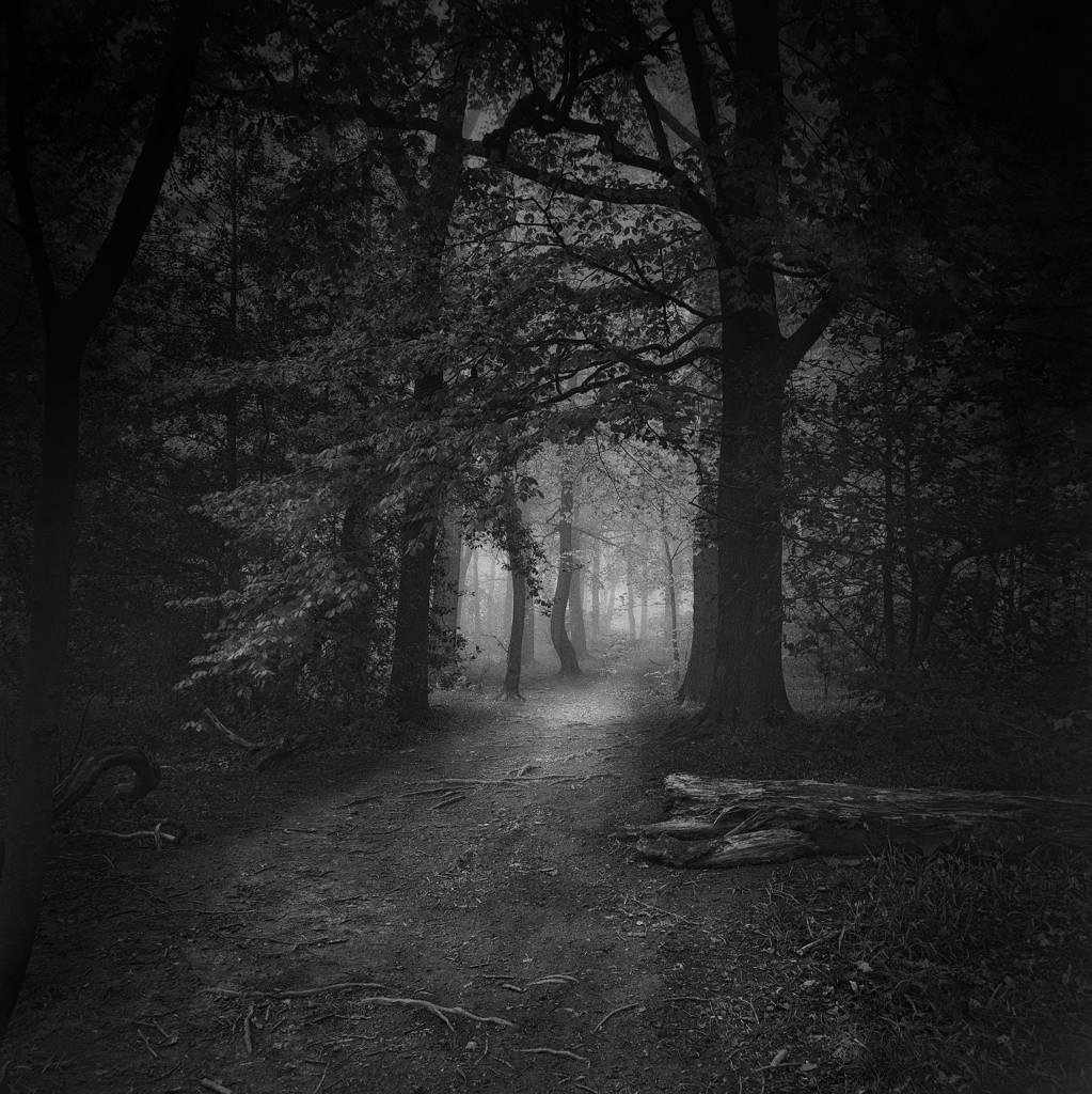 Enchanted Dark Forest
