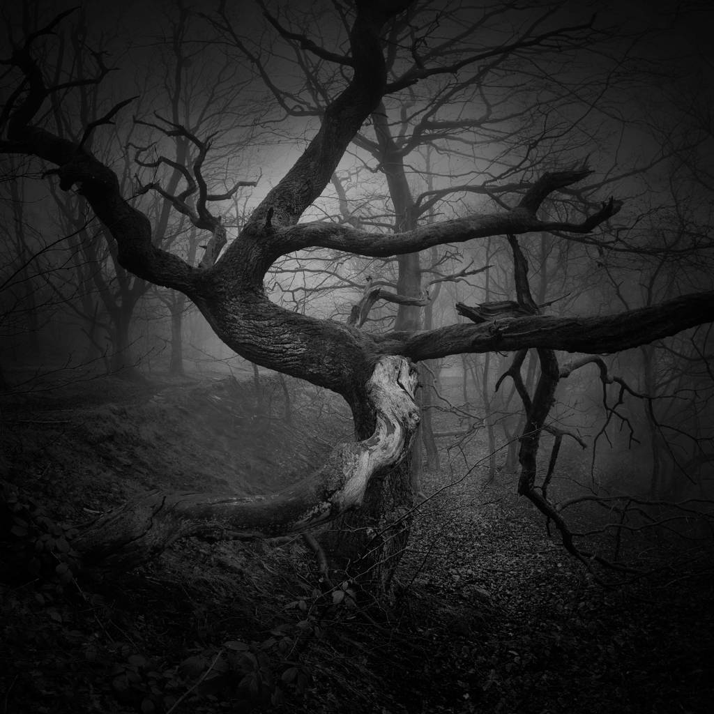 Contorted and Twisted by Mark Pimlott, Photography, Digital | Art Limited