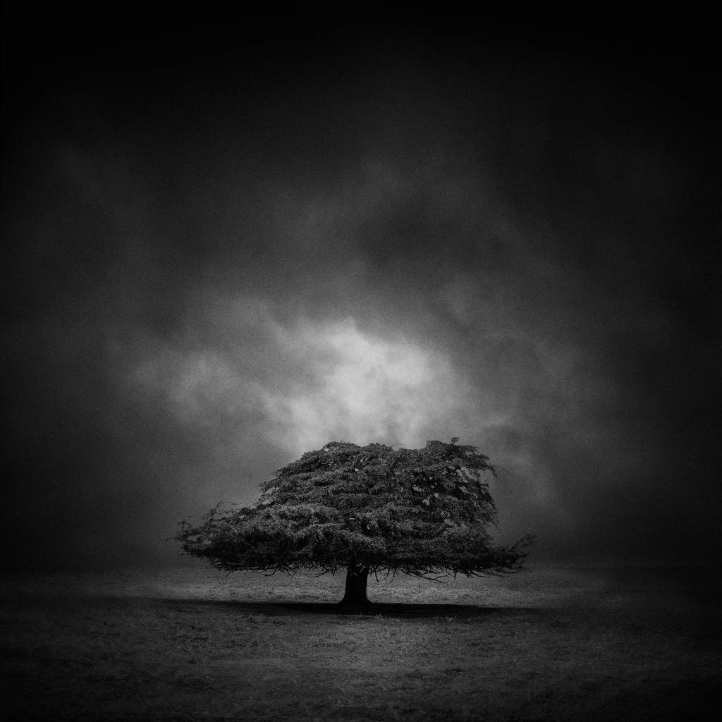 The Umbrella Tree by Mark Pimlott, art work | Art Limited