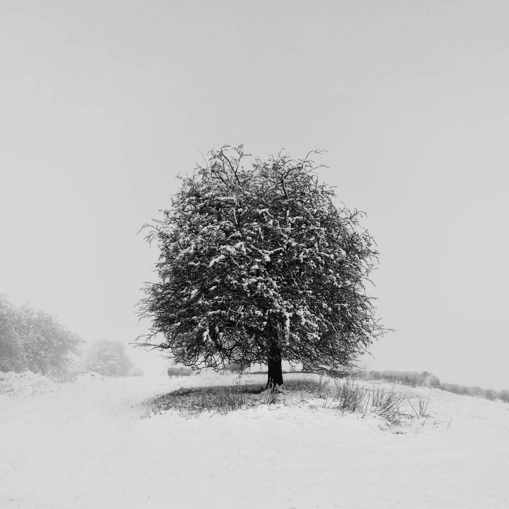 Favourite Tree 1 of 3 on my local dog walk by Mark Pimlott, art work