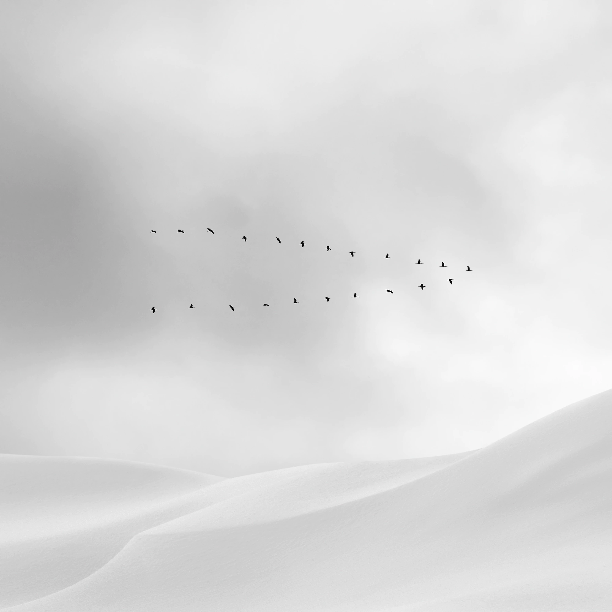 Types of migration. by Carlos Morales Rodriguez, Photography, Montage ...