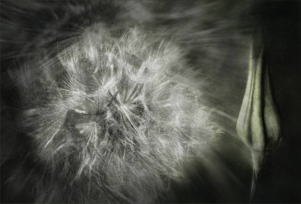 Fluff ball by Gilbert Claes, Photography, Digital | Art Limited