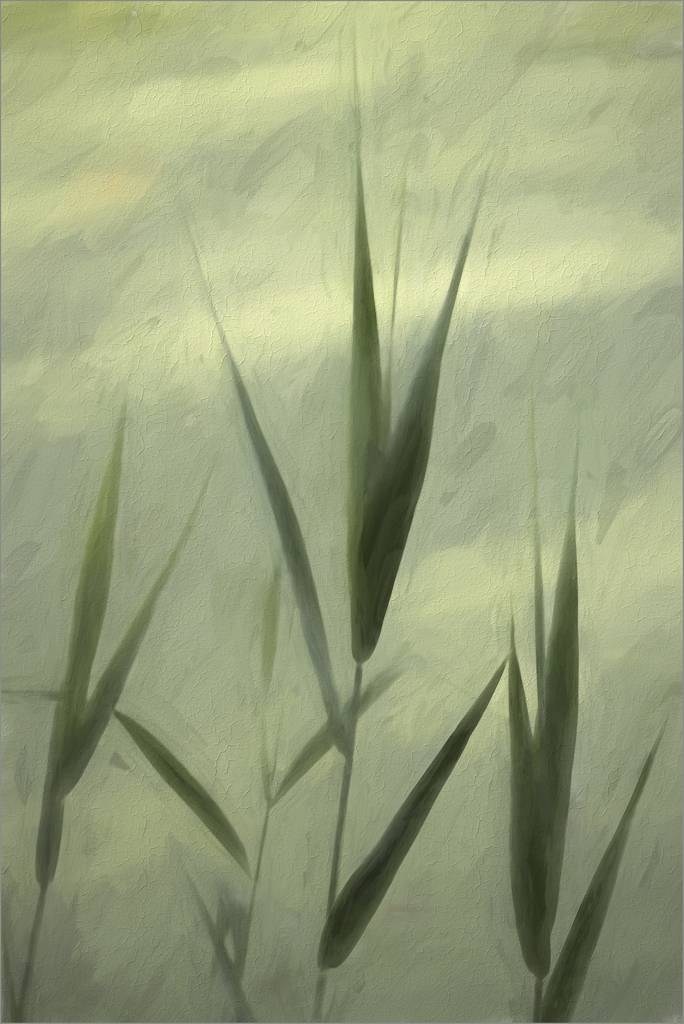 Erba d'acqua by Gilbert Claes, Photography, Digital | Art Limited