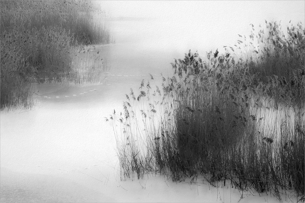 Paw-bathing reed par Gilbert Claes, Photographie, Numérique | Art Limited