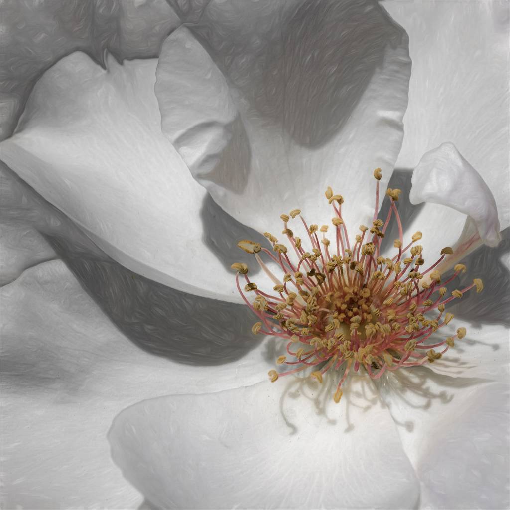 Beating heart by Gilbert Claes, Photography, Digital | Art Limited