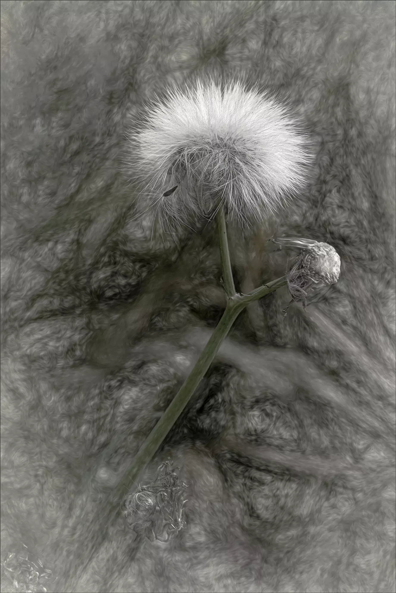 Letting go... by Gilbert Claes, Photography, Digital | Art Limited